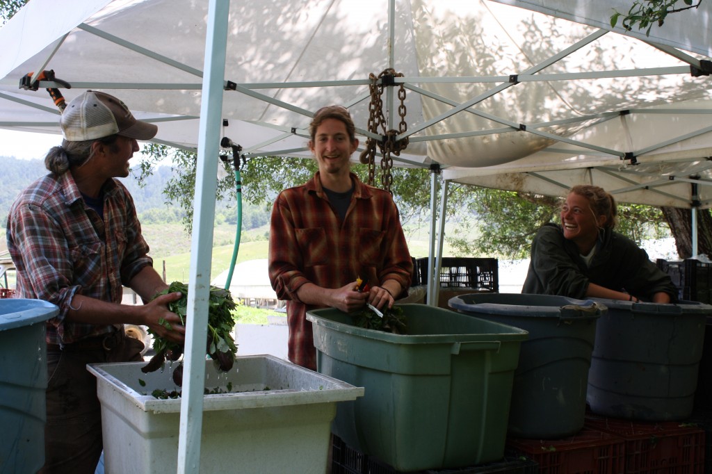 Where to Find Us - Fifth Crow Farm