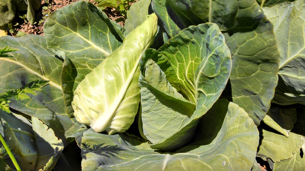 Arrowhead Cabbage - Fifth Crow Farm