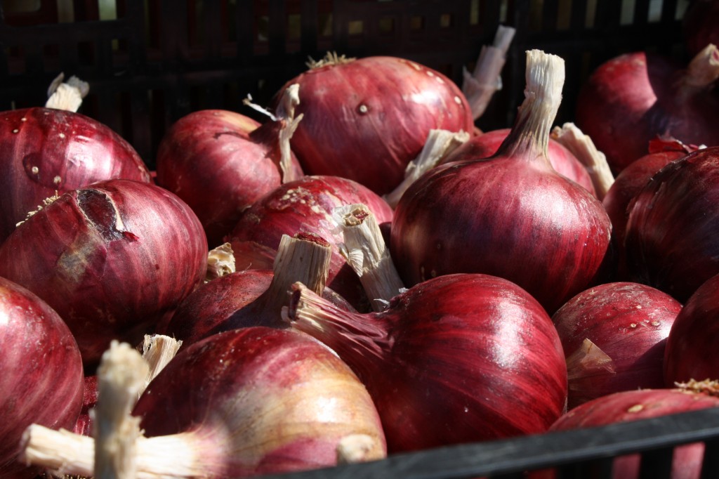 Red Onions - Fifth Crow Farm