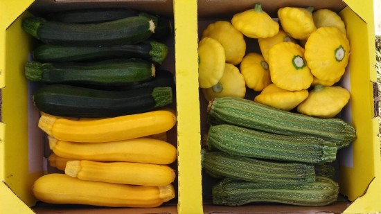 Summer Squash - Fifth Crow Farm