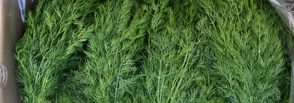 Dill - Fifth Crow Farm