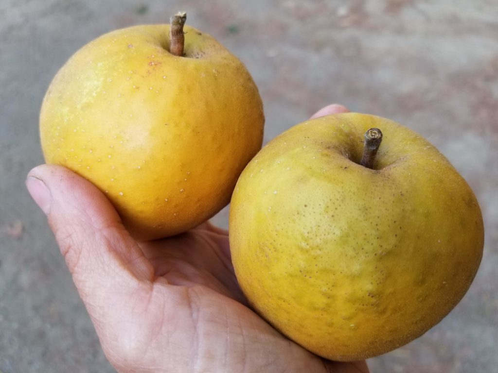 Apples - Fifth Crow Farm