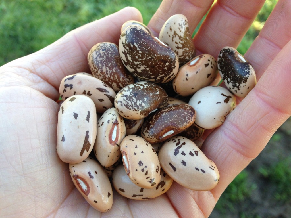 Dry Beans - Fifth Crow Farm