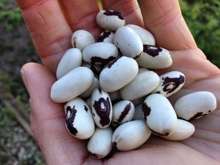 Dry Beans - Fifth Crow Farm